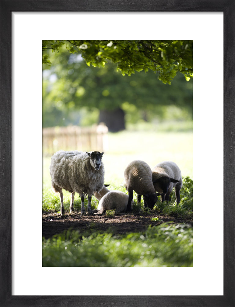 Sheep in the grounds at Hanbury Hall, Worcestershire – National Trust ...