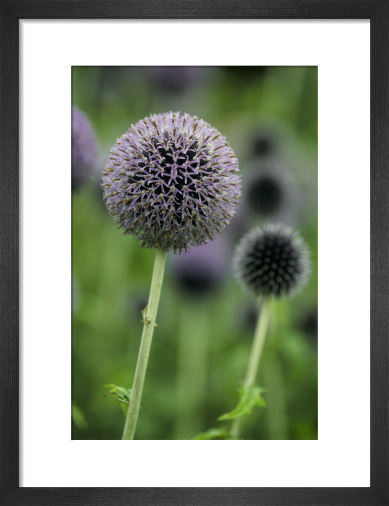 Close-up an Echinops (Globe Thistle) "Taplow Blue" flower, blooming in ...