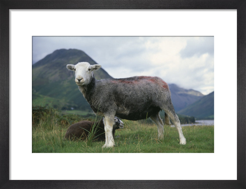 Close, side view of a Herdwick sheep with shorn coat at Wast Water in ...