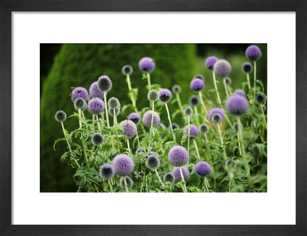 Close-up of flowers of Echinops (Globe Thistle) "Taplow Blue", in July ...