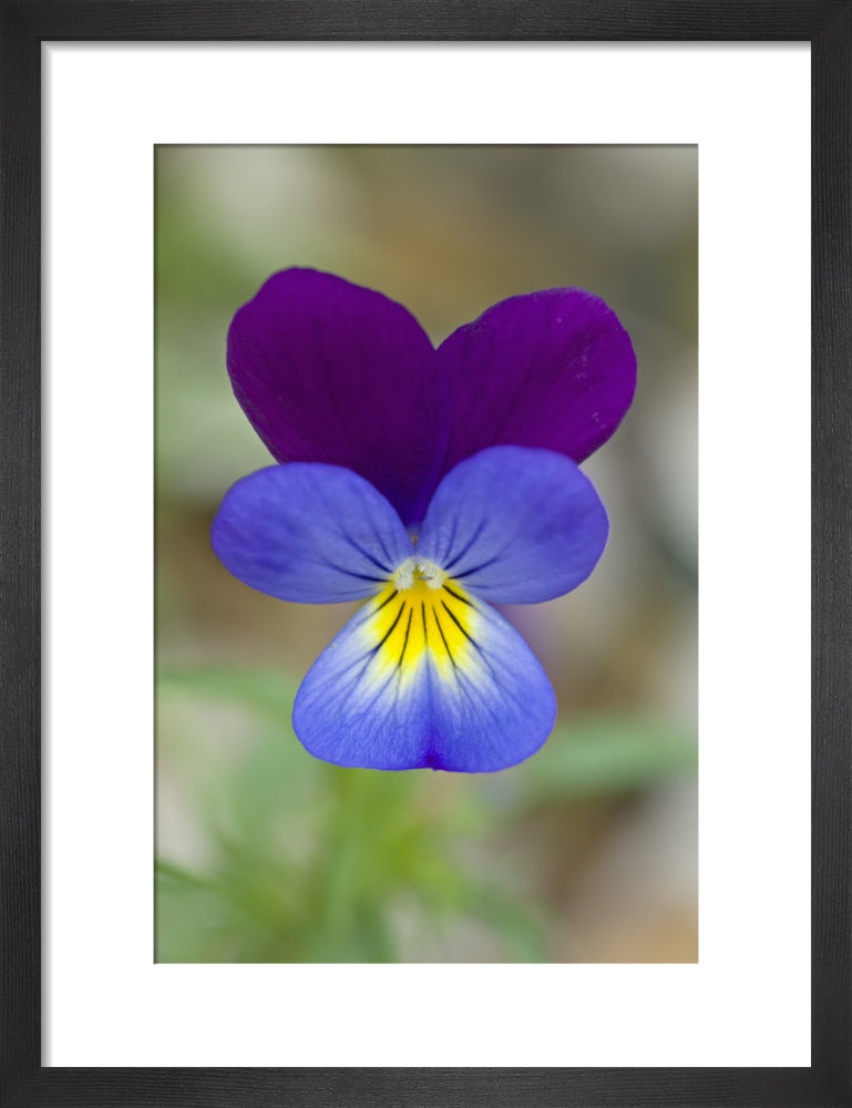 The delicate flower of Viola tricolor (Heartsease or Wild pansy) in th ...