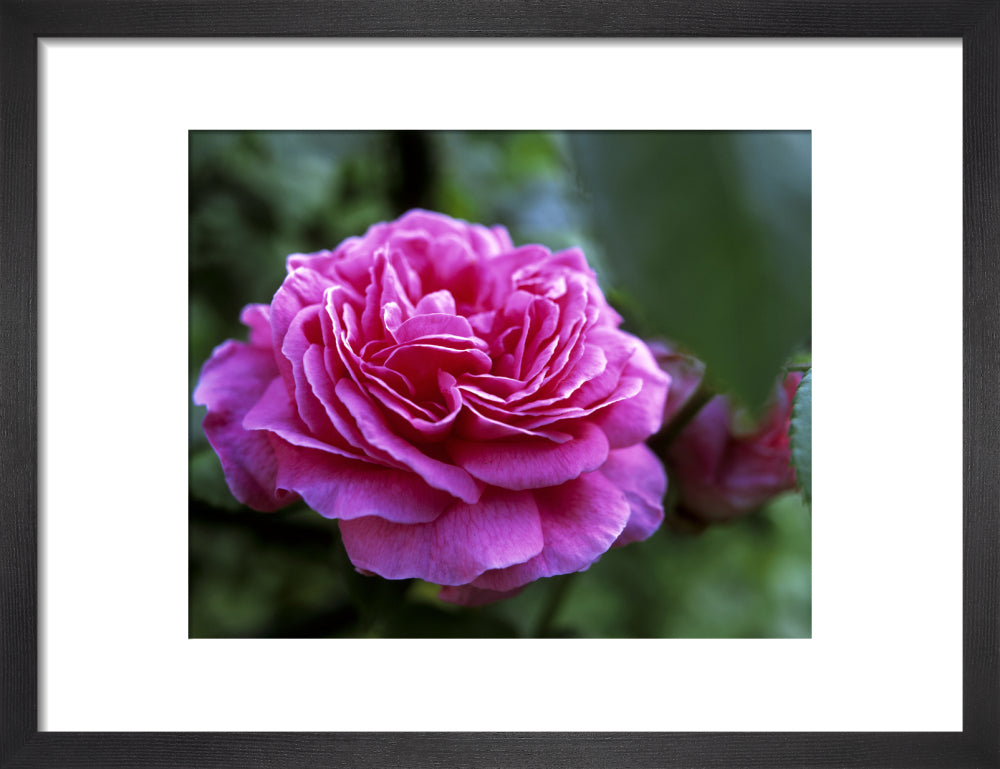 Close view of deep pink rose in the garden at Peckover House, variety ...
