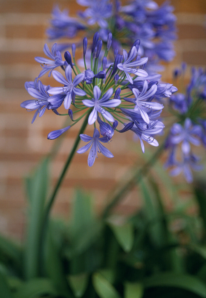 Close view of the blue starry flower head of an Agapanthus in the gard ...
