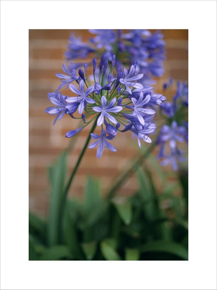 Close view of the blue starry flower head of an Agapanthus in the gard ...