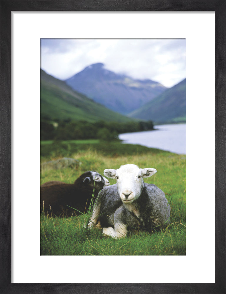 Close view of two Herdwick sheep lying down at Wastwater in the Lake D ...