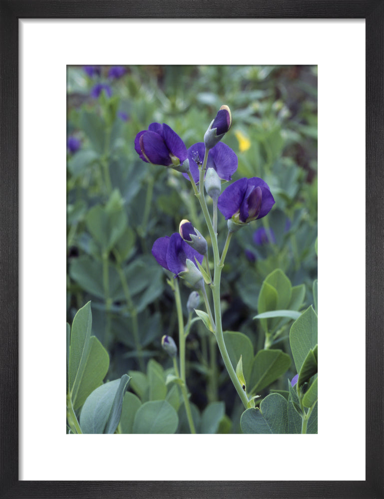 A close up view of Baptista Australis in the garden at Acorn Bank, wit ...