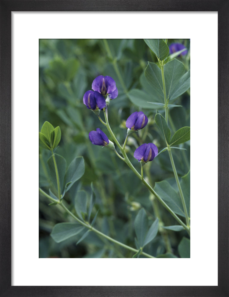 A close up view of Baptista Australis in the garden at Acorn Bank, wit ...