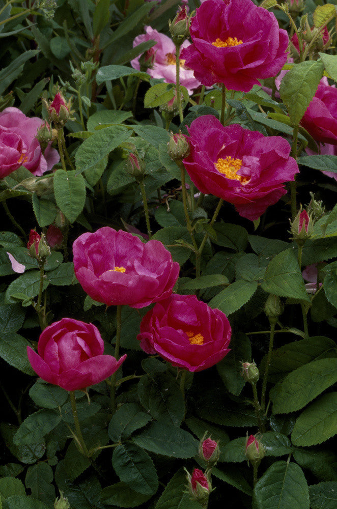 Close-up of a spray of "Apothecary's Rose" (rosa gallica) at Acorn Ban ...
