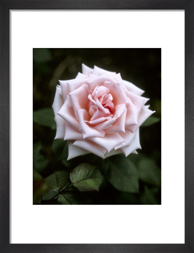 A close up view of the bloom of a pink Hybrid Tea rose "Savoy Hotel' f ...