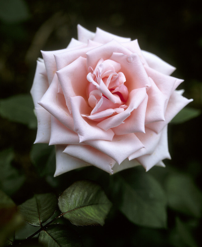 A close up view of the bloom of a pink Hybrid Tea rose "Savoy Hotel' f ...
