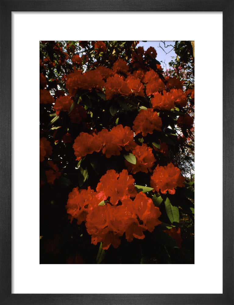Close-up of red Rhododendron flowers in Spring at Bodnant Garden ...