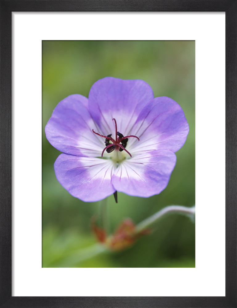 Close view of Geranium wallichianum 'Buxton's Blue at Hidcote Manor Ga ...