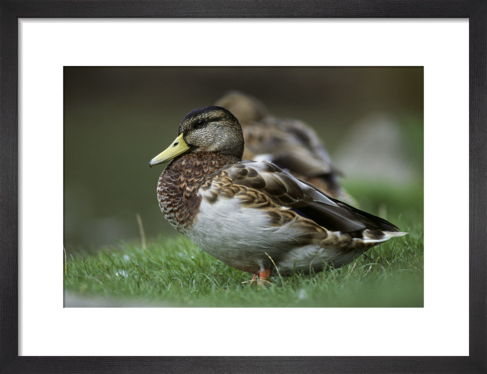 A close up of a mallard duck at Lyme Park – National Trust Prints
