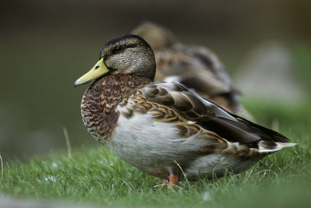 A close up of a mallard duck at Lyme Park – National Trust Prints