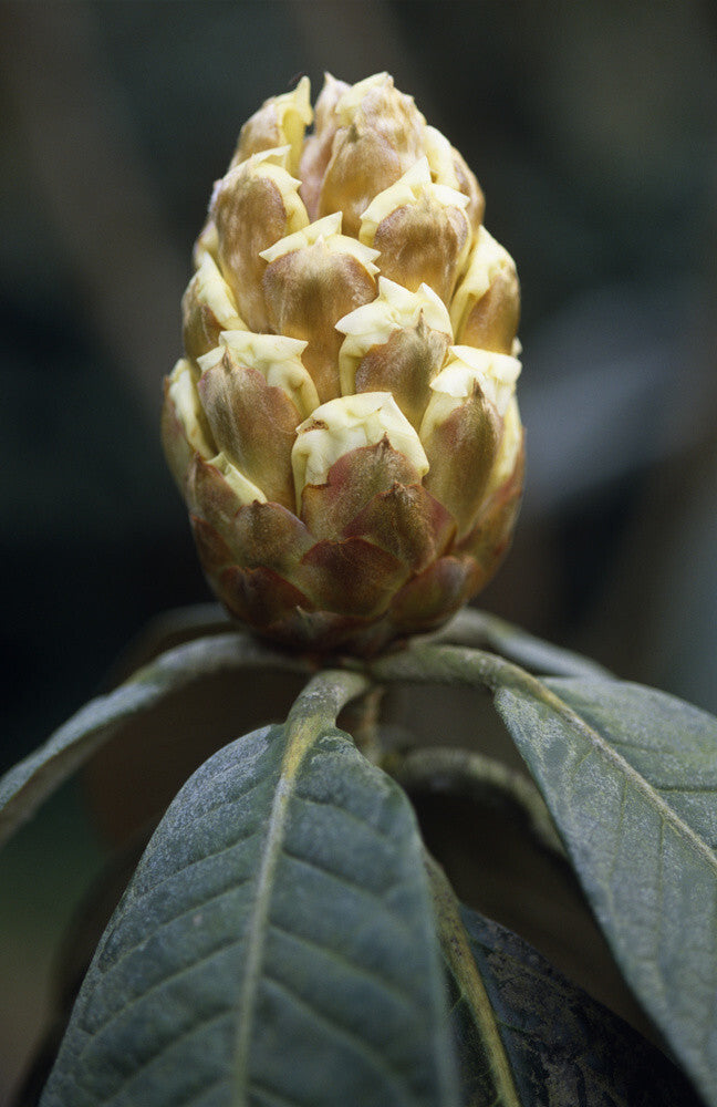 Close shot of the bud and its long drooping leaves of the Rhododendron ...