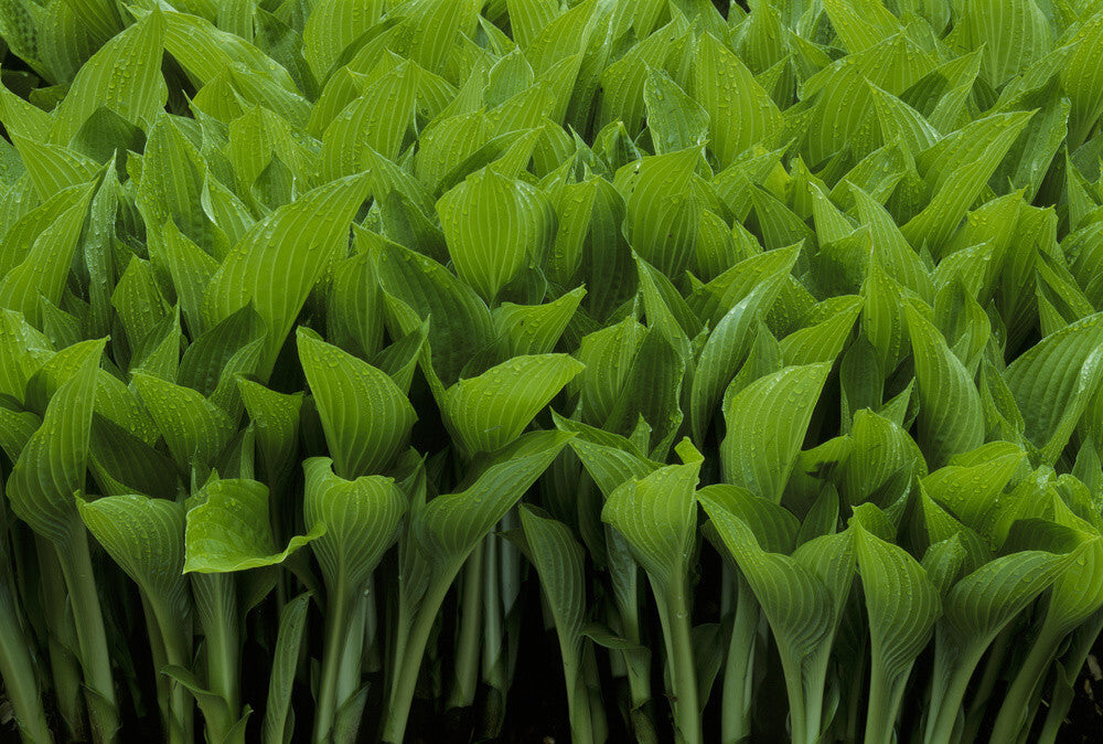 Close up of leaves of Hosta undulata erromena at Lanhydrock in the Lon ...