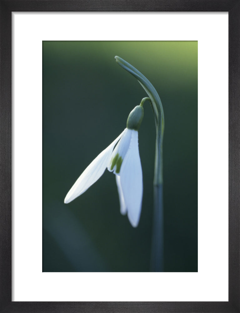 A single Snowdrop in the garden at Nymans in West Sussex – National ...