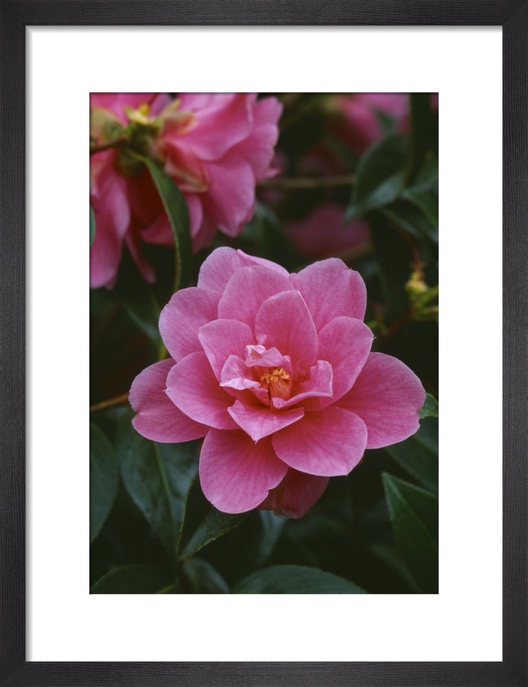 A Camellia "Maud Messel" in the garden at Nymans – National Trust Prints