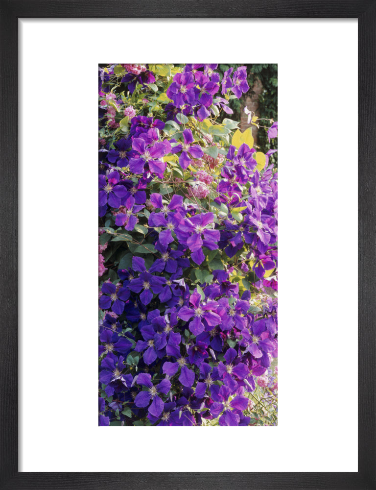 Close-up detail of the Clematis Jackmannii Rose in the garden at Erddi ...