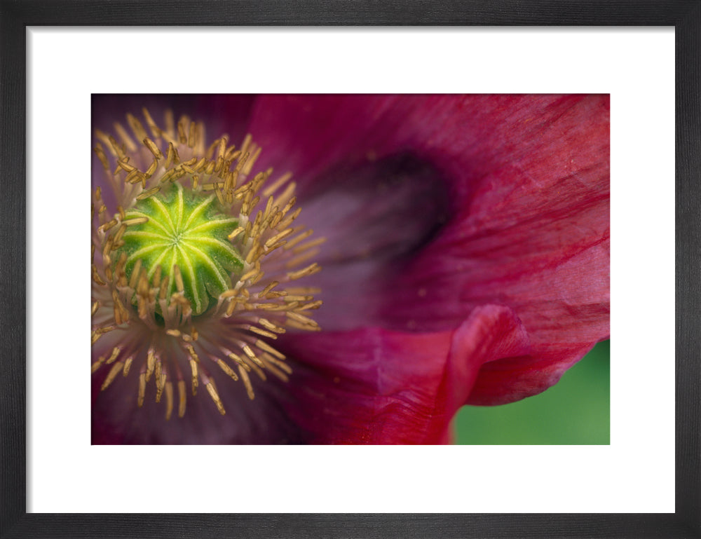 A close-up detail of the inside of a Poppy – National Trust Prints