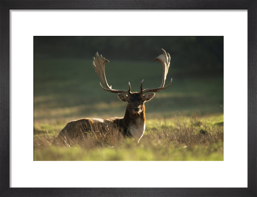 A Fallow Deer Buck 'Dama Dama' sat on grassland at Petworth Park in su ...