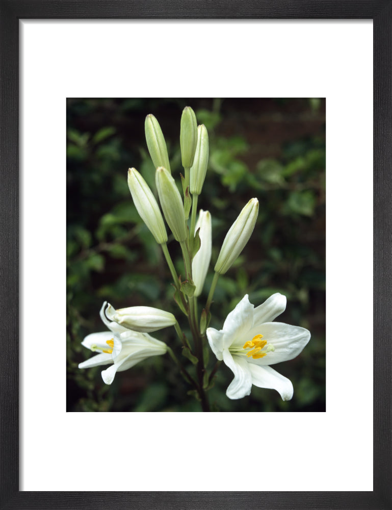 A close view of a group of Lilies in full bloom and some closed ...