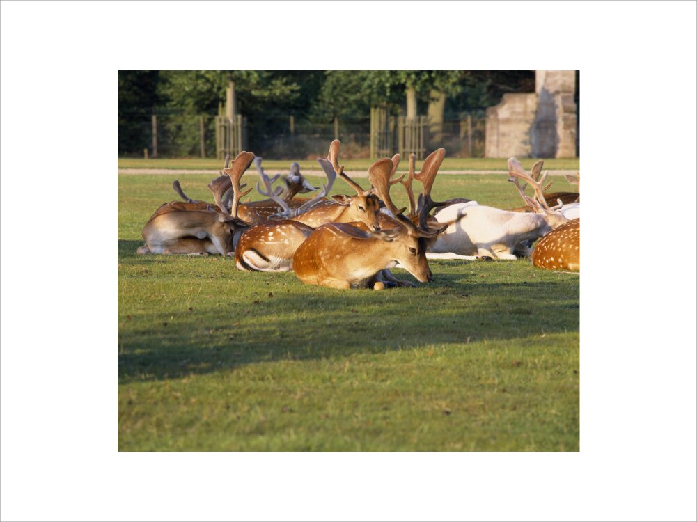 Fallow deer in the south front lawn at Dunham Massey – National Trust ...