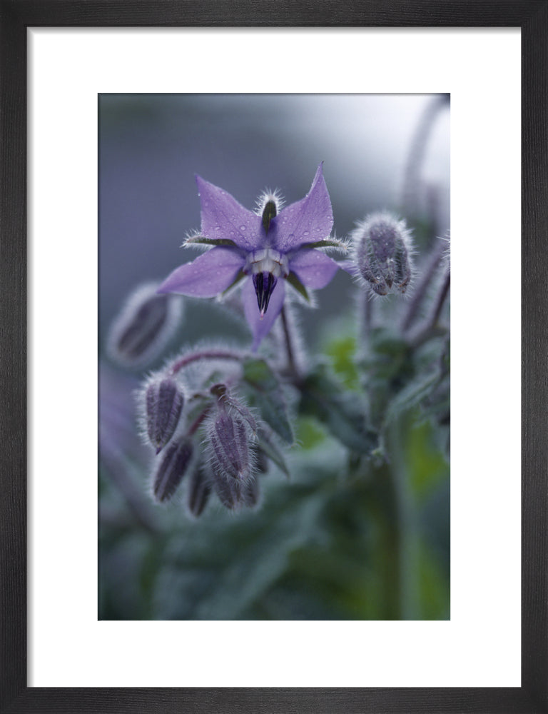 Close-up of a borage (Borago) flower at Barrington Court – National ...