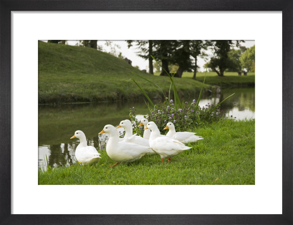 White ducks at Lyveden New Bield, Peterborough, Northamptonshire ...
