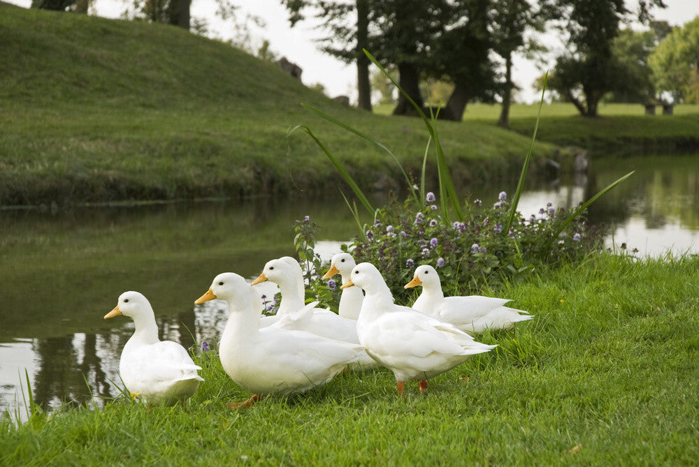 White ducks at Lyveden New Bield, Peterborough, Northamptonshire ...