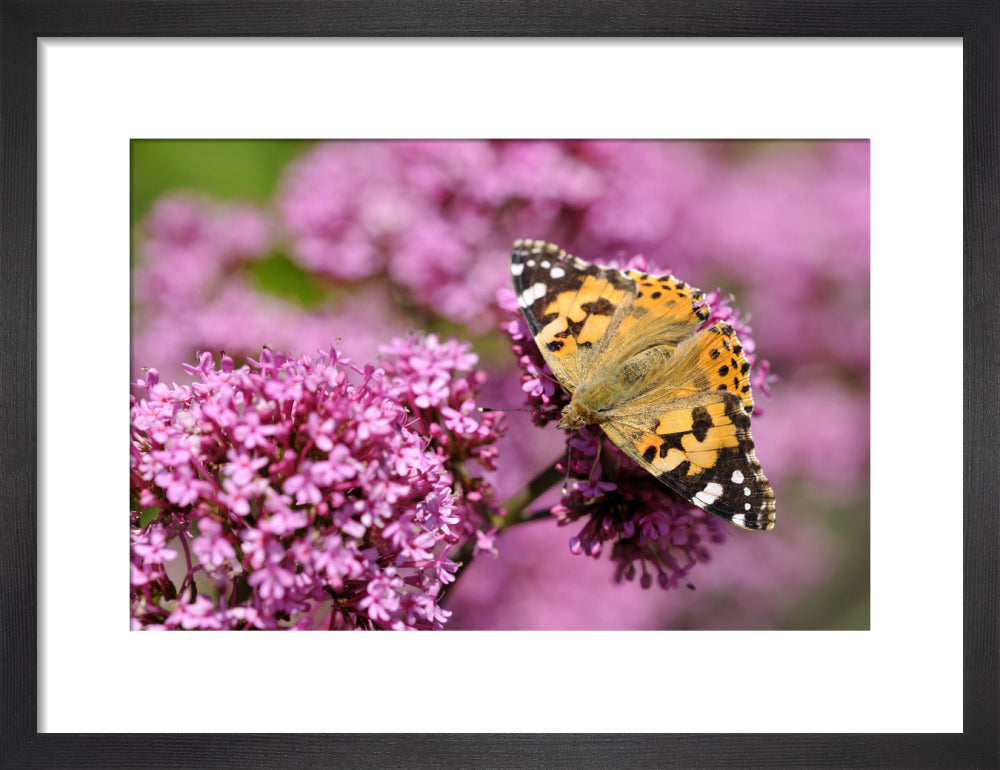 Painted Lady butterfly (Vanessa cardui) feeding on Red valerian (Centr ...