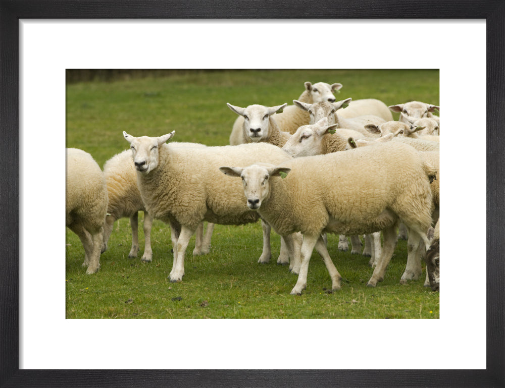 Sheep in the grounds at Lyveden New Bield, Peterborough, Northamptonsh ...