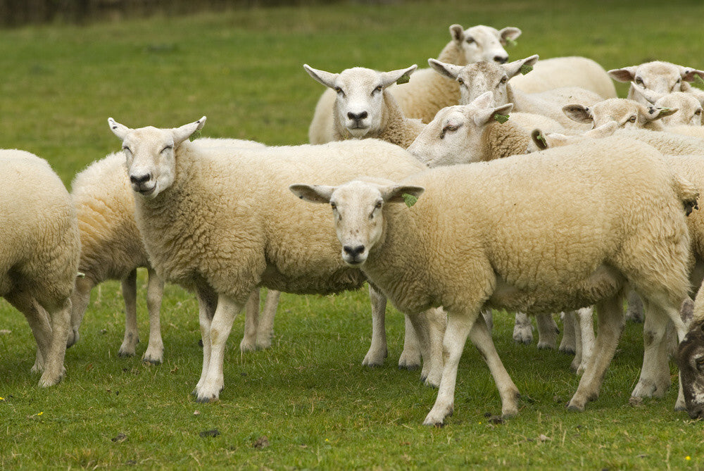 Sheep in the grounds at Lyveden New Bield, Peterborough, Northamptonsh ...