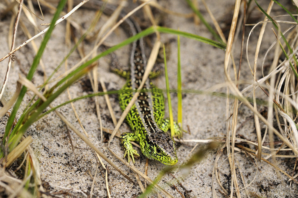 Sand Lizard (Lacerta agilis) at Studland, Dorset – National Trust Prints