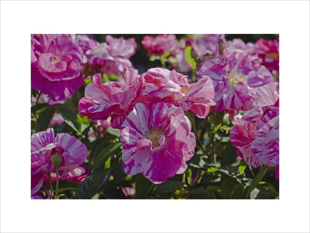 Rosa Gallica versicolor (Rosa mundi) at Greys Court, Henley-on-Thames ...