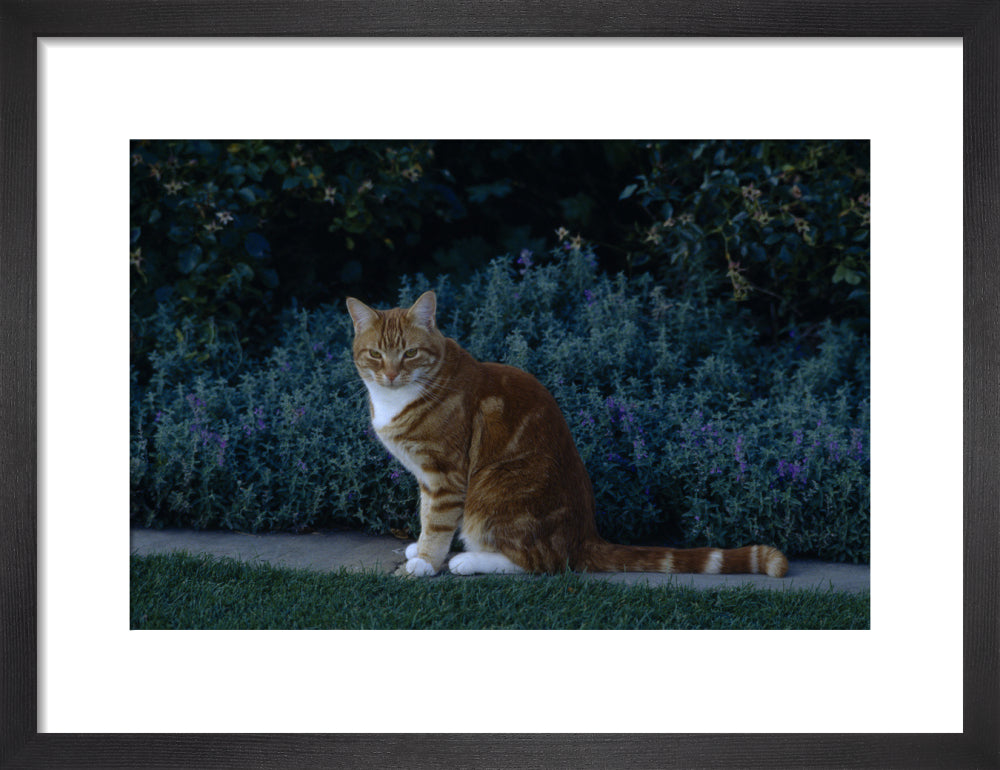 Jock the Cat in the garden at Chartwell – National Trust Prints