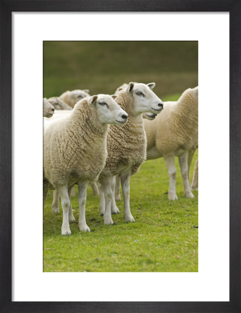 Sheep in the grounds at Lyveden New Bield, Peterborough, Northamptonsh ...