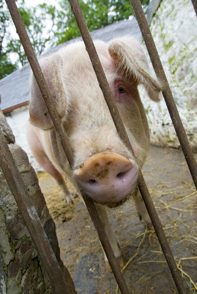 Pig poking its snout between the bars of the sty, on the estate at Lla ...