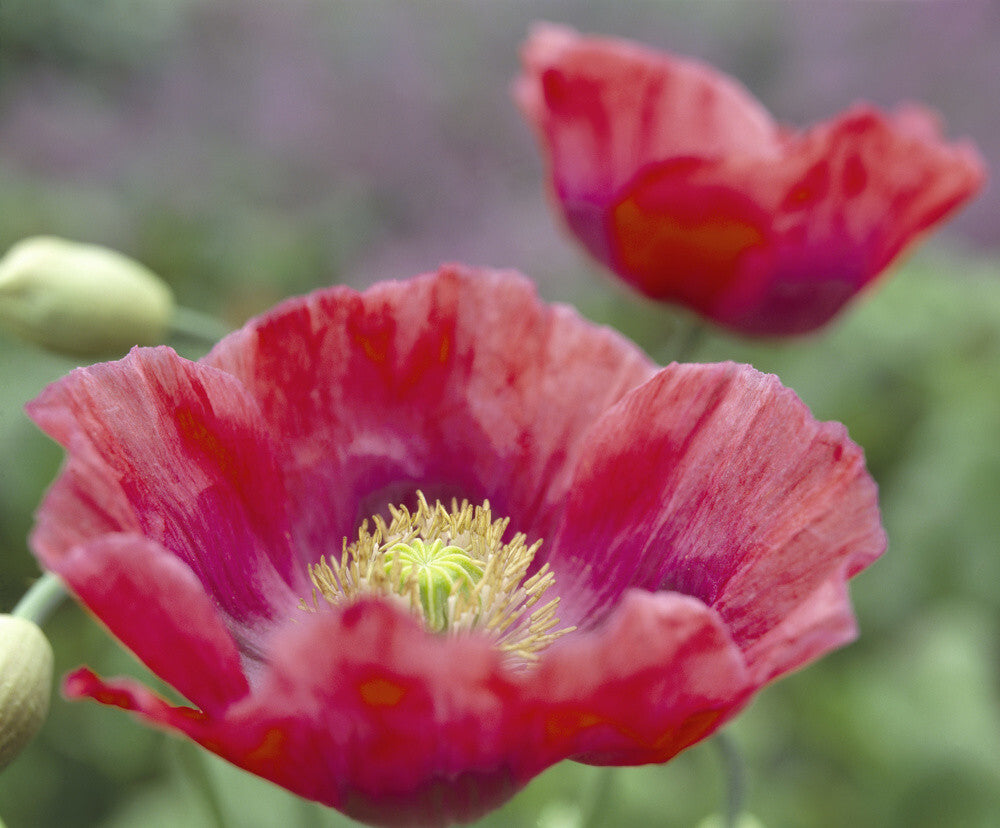 A close view a red poppy in full bloom at Mottisfont Abbey – National ...