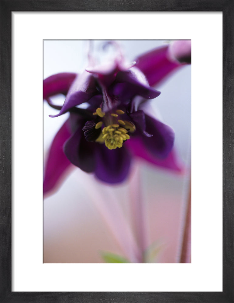Close-up of a Purple Columbine (Aquilegia Vulgaris) – National Trust Prints