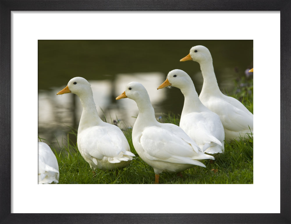 White ducks at Lyveden New Bield, Peterborough, Northamptonshire ...