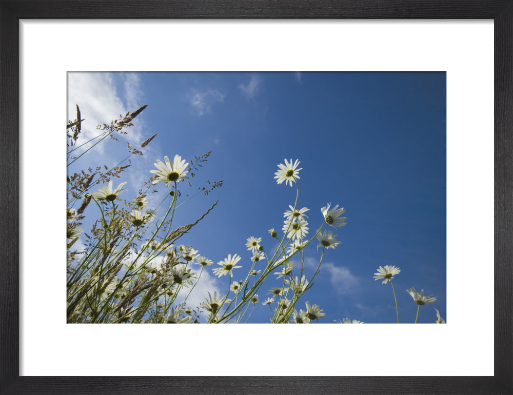 Grasses and white Oxeye daisies in the Orchard meadow at Greys Court ...