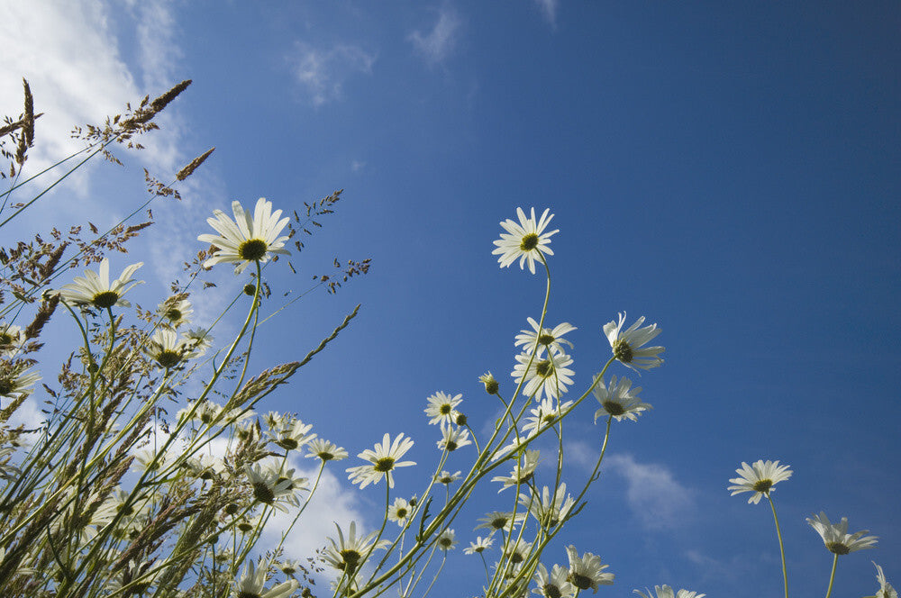 Grasses and white Oxeye daisies in the Orchard meadow at Greys Court ...