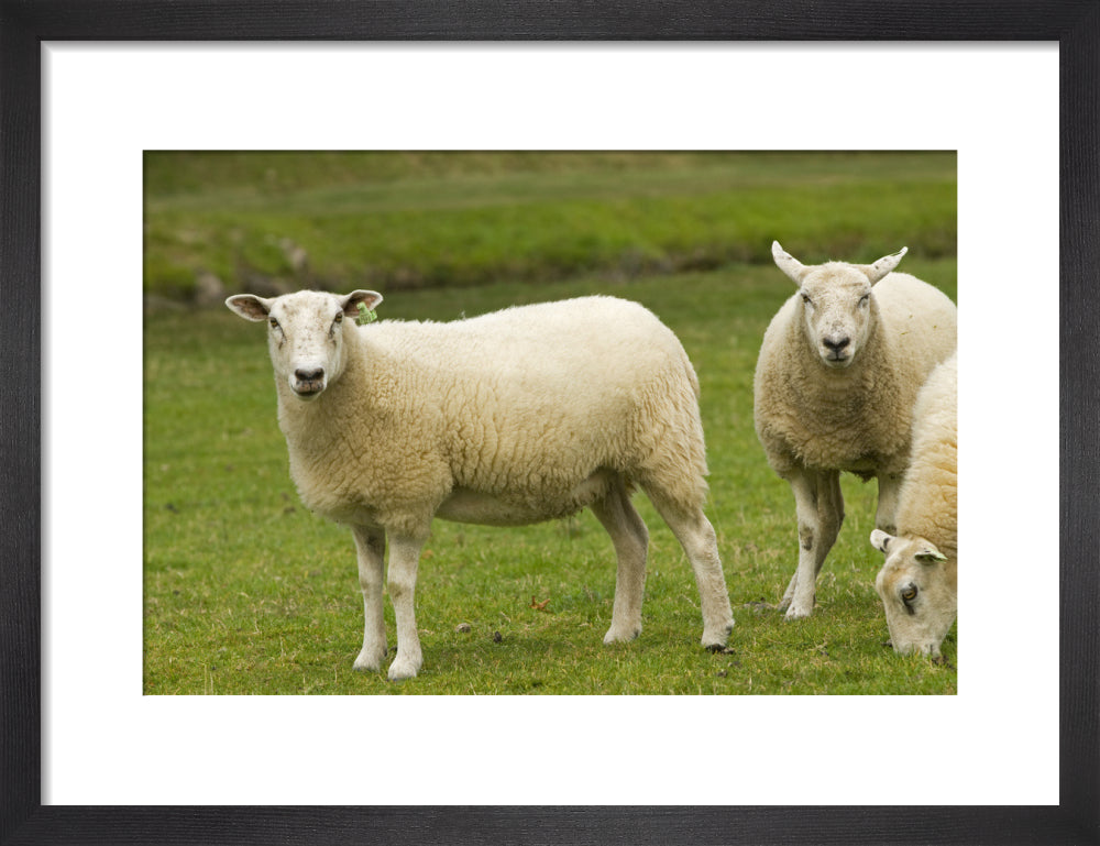 Sheep in the grounds at Lyveden New Bield, Peterborough, Northamptonsh ...