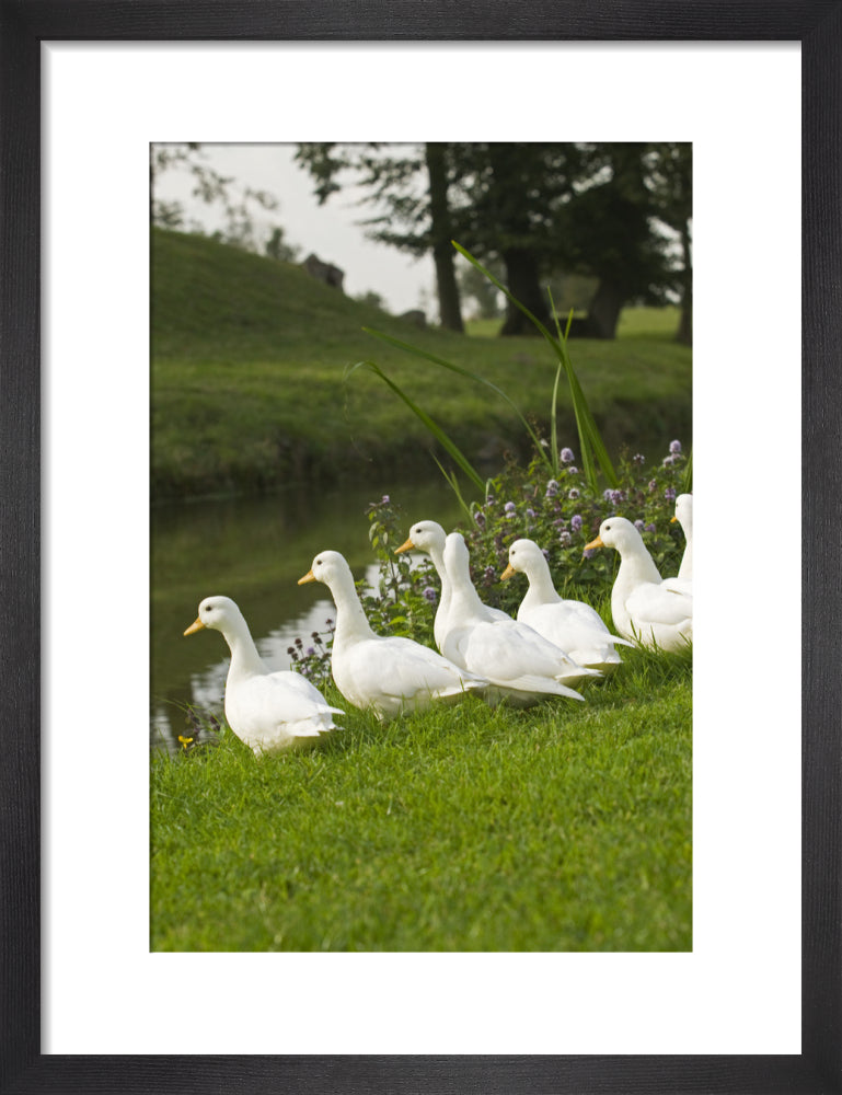 White ducks at Lyveden New Bield, Peterborough, Northamptonshire ...