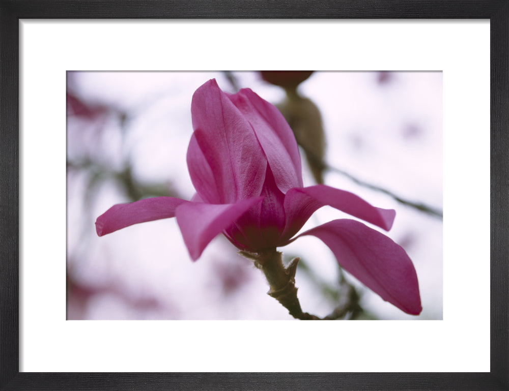 A detailed close up of a Magnolia Mollicomata "Lanarth" at Trengwainto ...