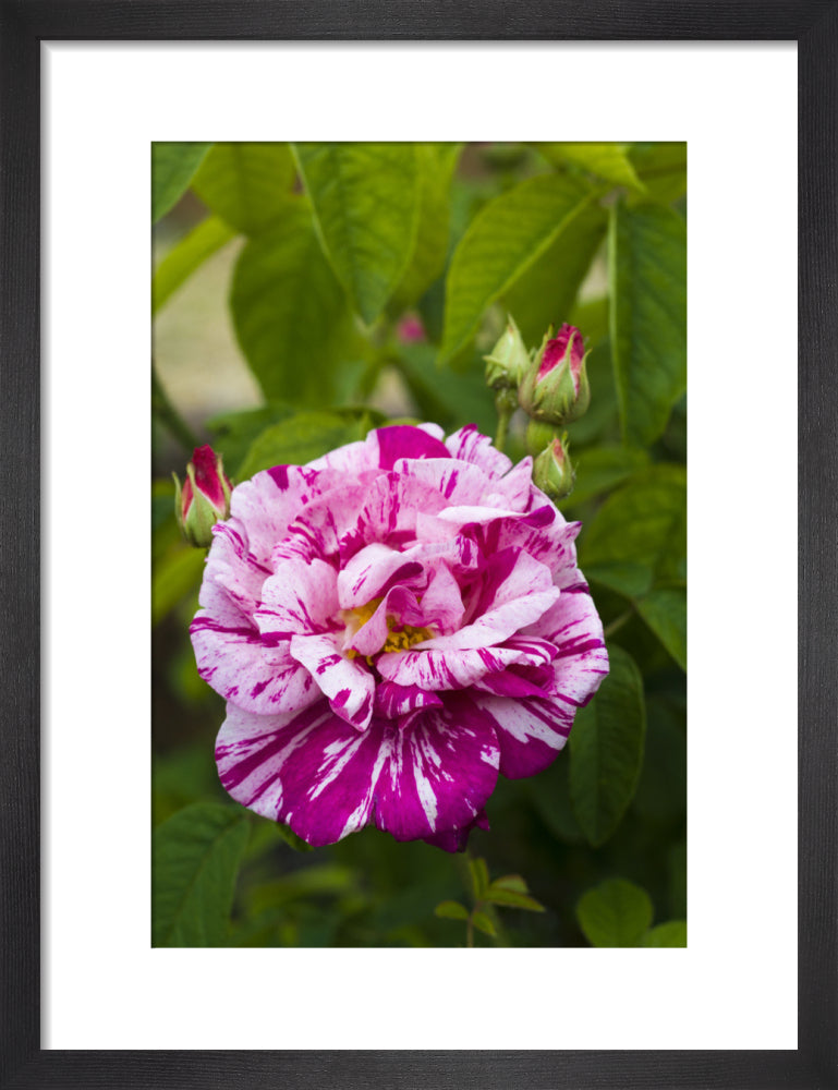 Rosa Gallica versicolor (Rosa mundi) at Greys Court, Henley-on-Thames ...