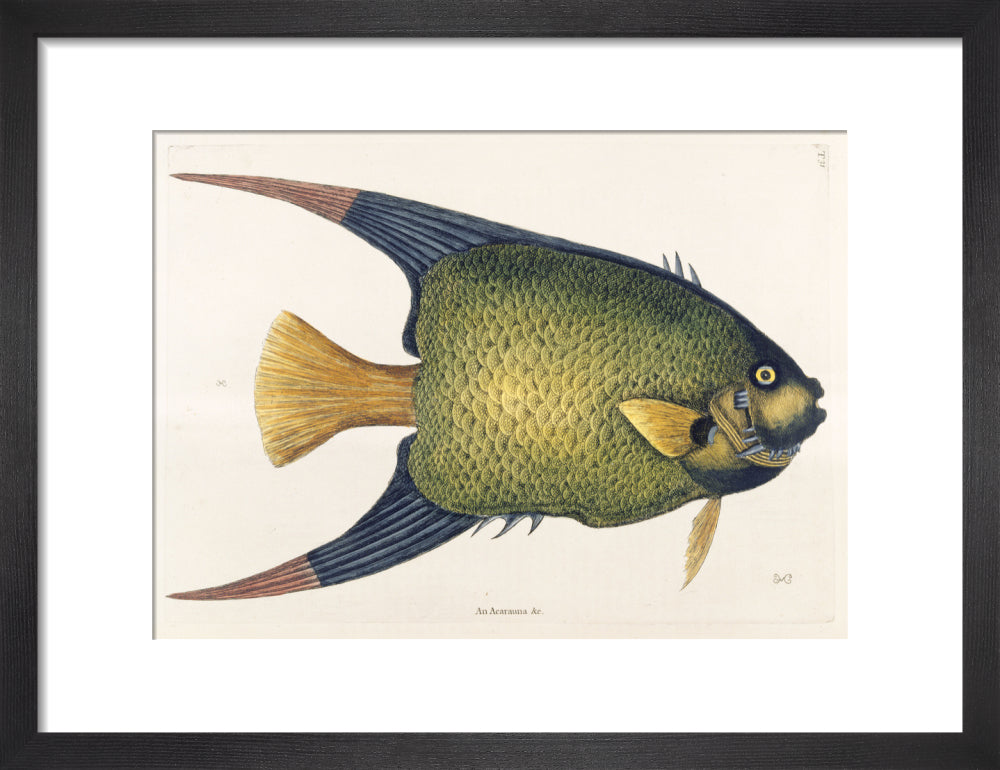 Angel Fish (plate 31), Mark Catesby, The Natural History of Carolina ...