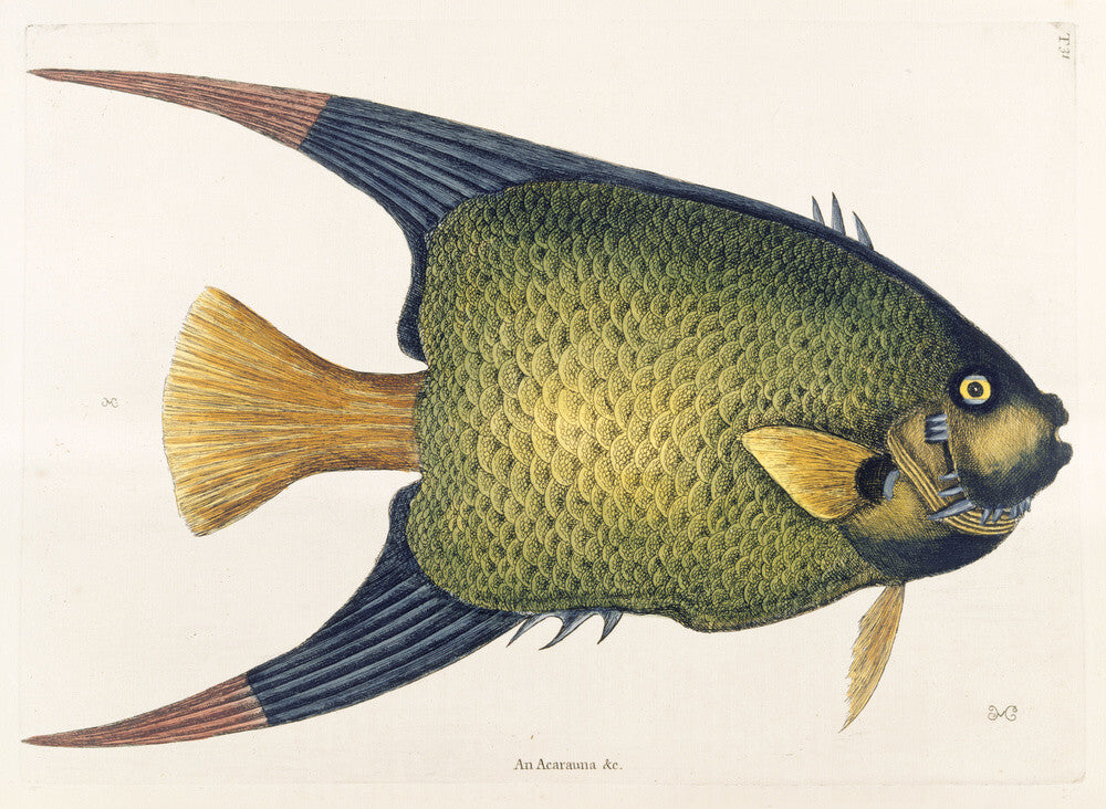 Angel Fish (plate 31), Mark Catesby, The Natural History of Carolina ...