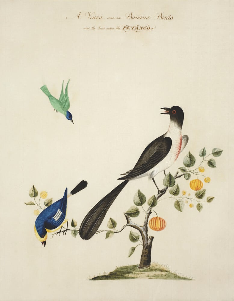 Banana birds and a petango fruit tree – National Trust Prints